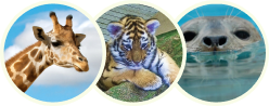 zoolife - The world's first live and interactive virtual zoo.