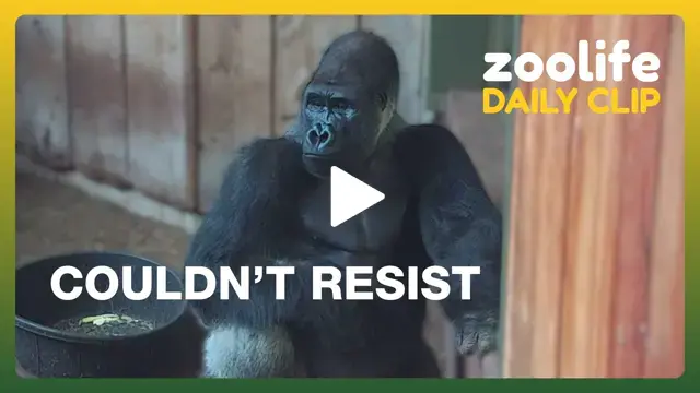 zoolife: Live Zoo Cameras & Interactive Animal Streams 24/7
