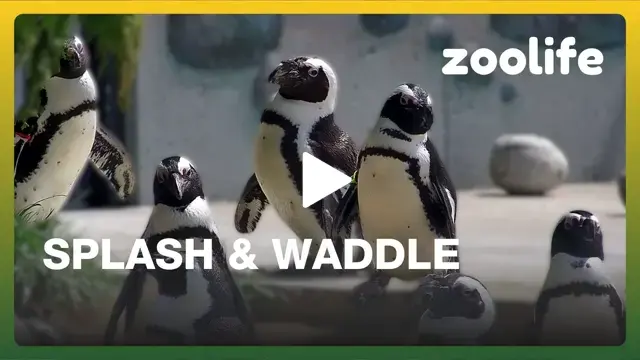 zoolife: Live Zoo Cameras & Interactive Animal Streams 24/7