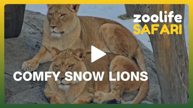 zoolife: Live Zoo Cameras & Interactive Animal Streams 24/7
