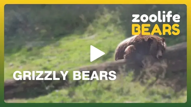 zoolife - The world's first live and interactive virtual zoo.