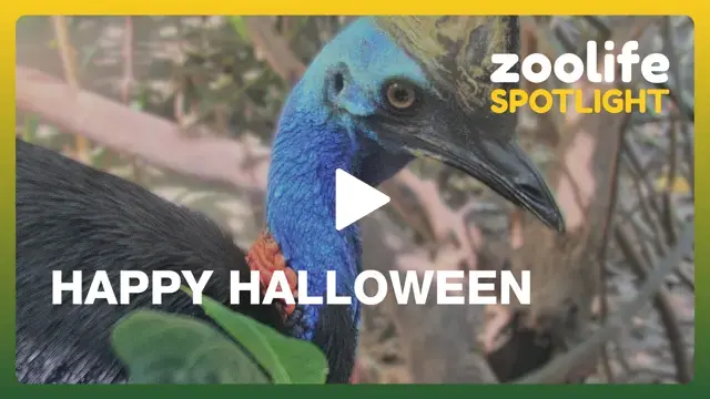 zoolife - The world's first live and interactive virtual zoo.