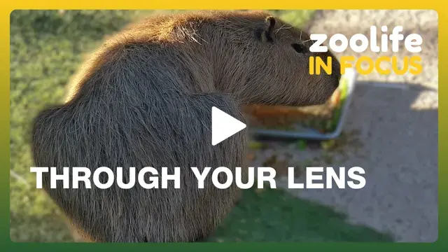 zoolife - The world's first live and interactive virtual zoo.