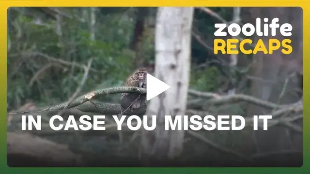 zoolife: Live Zoo Cameras & Interactive Animal Streams 24/7