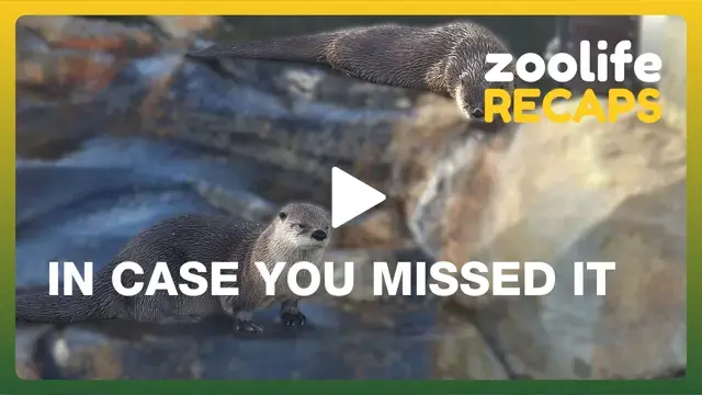 zoolife: Live Zoo Cameras & Interactive Animal Streams 24/7