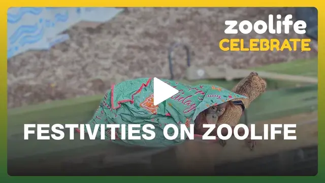 zoolife: Live Zoo Cameras & Interactive Animal Streams 24/7