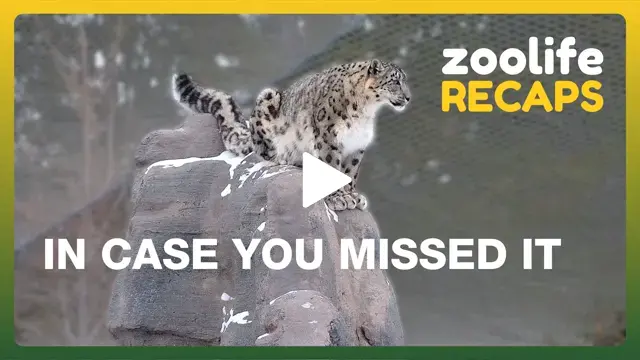 zoolife: Live Zoo Cameras & Interactive Animal Streams 24/7